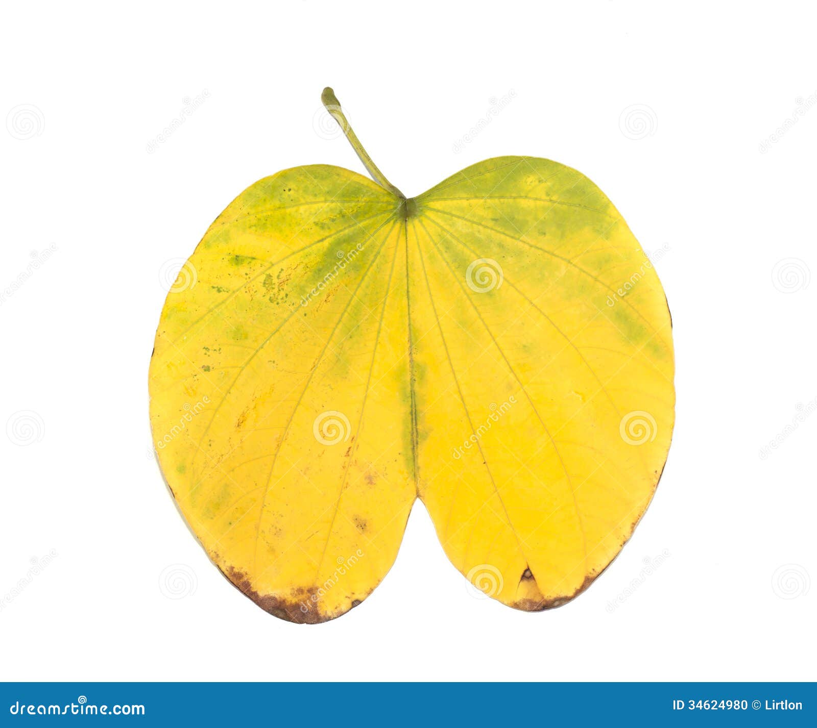 Butterfly Tree Leaf Isolated Stock Photo - Image of bauhinia, leaf ...