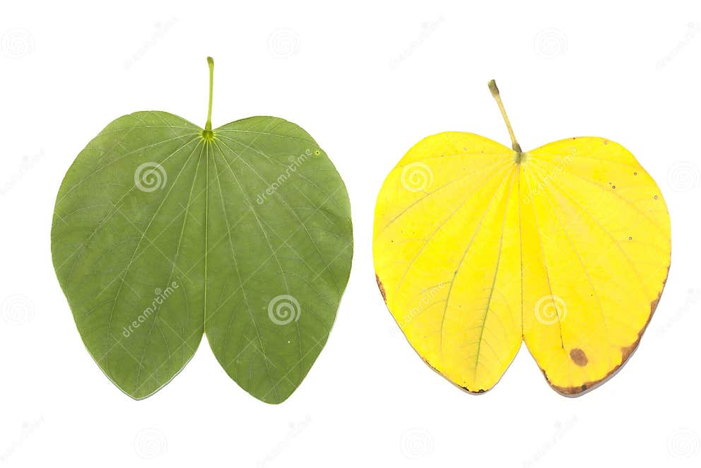 Butterfly Tree Leaf Isolated Stock Image - Image of asia, macro: 34624985