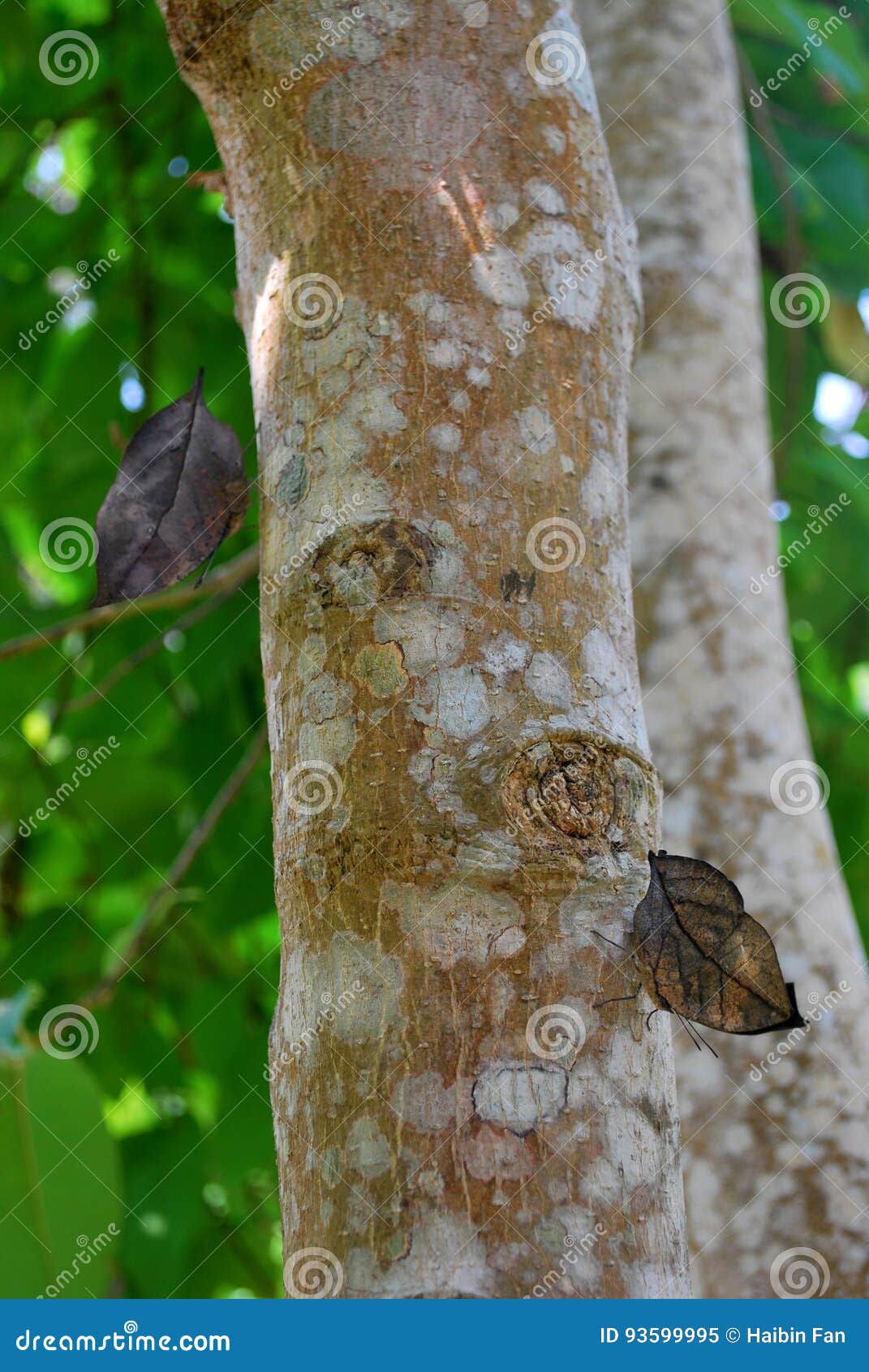 Butterfly on a tree stock image. Image of closeup, butterflies - 93599995