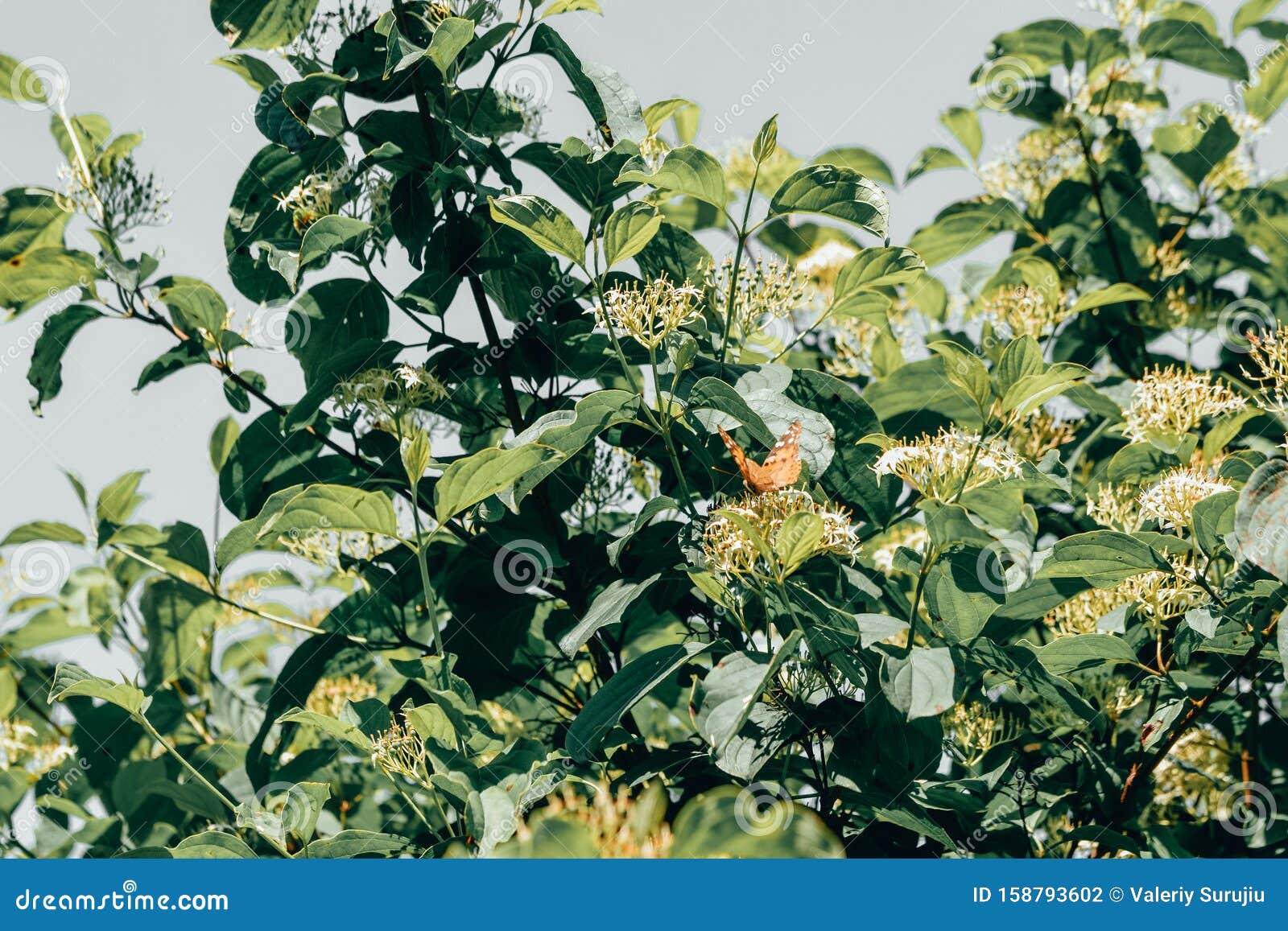 Butterfly on a tree stock photo. Image of nature, fresh - 158793602