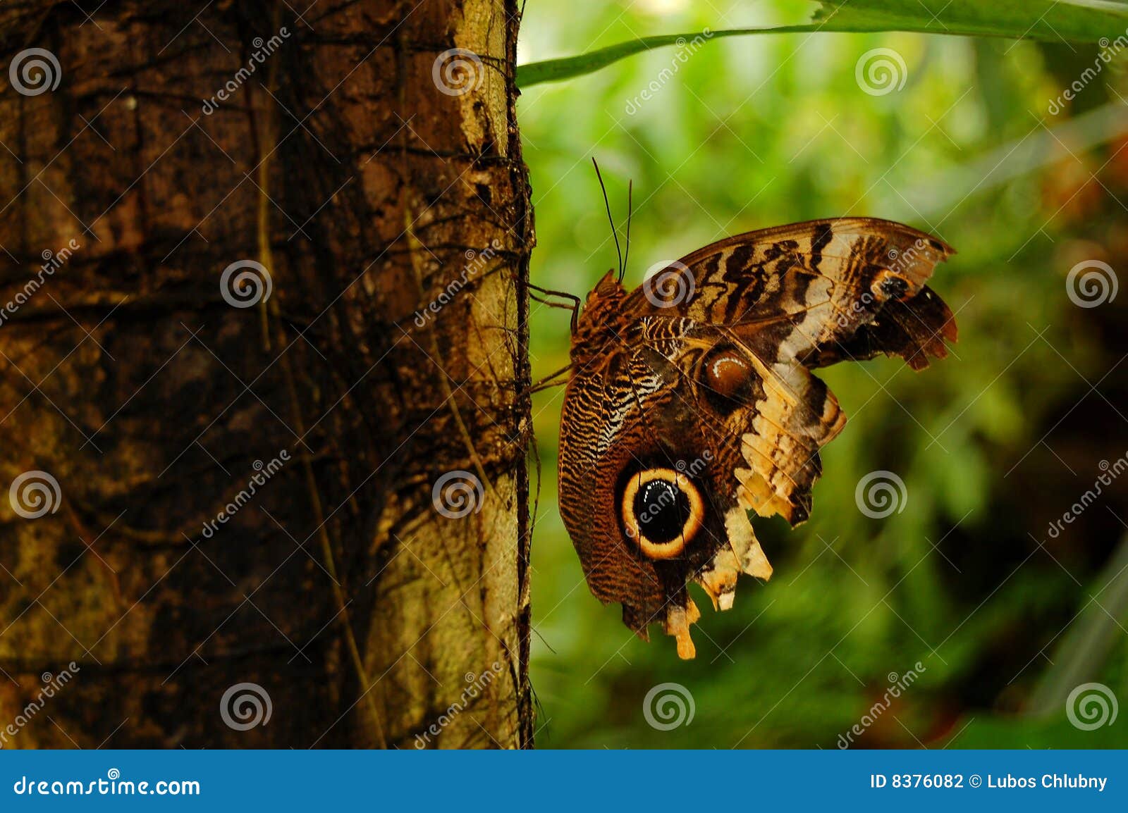 Butterfly on tree trunk stock photo. Image of antennae - 8376082