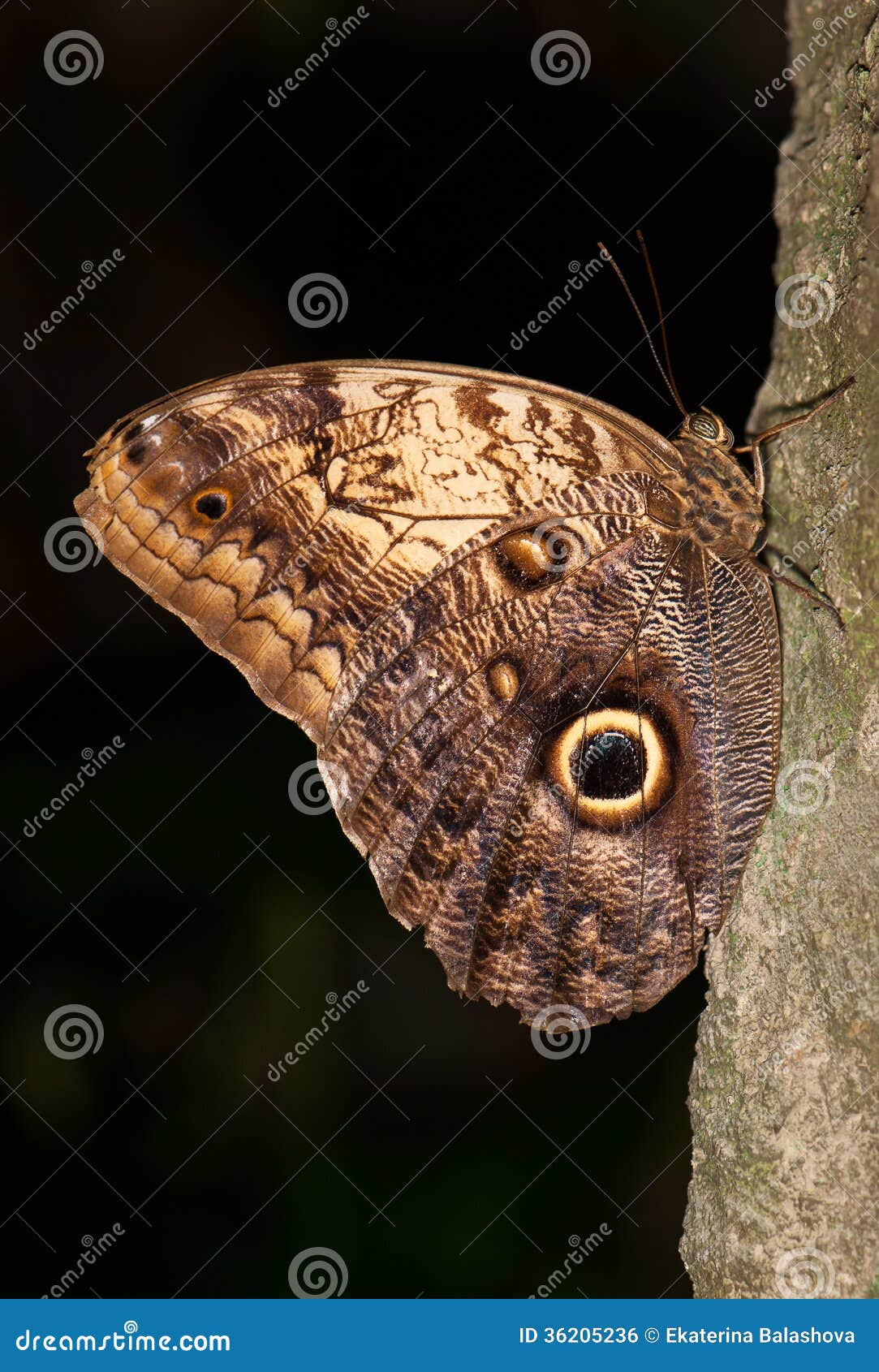 Butterfly on a tree trunk stock photo. Image of beautiful - 36205236
