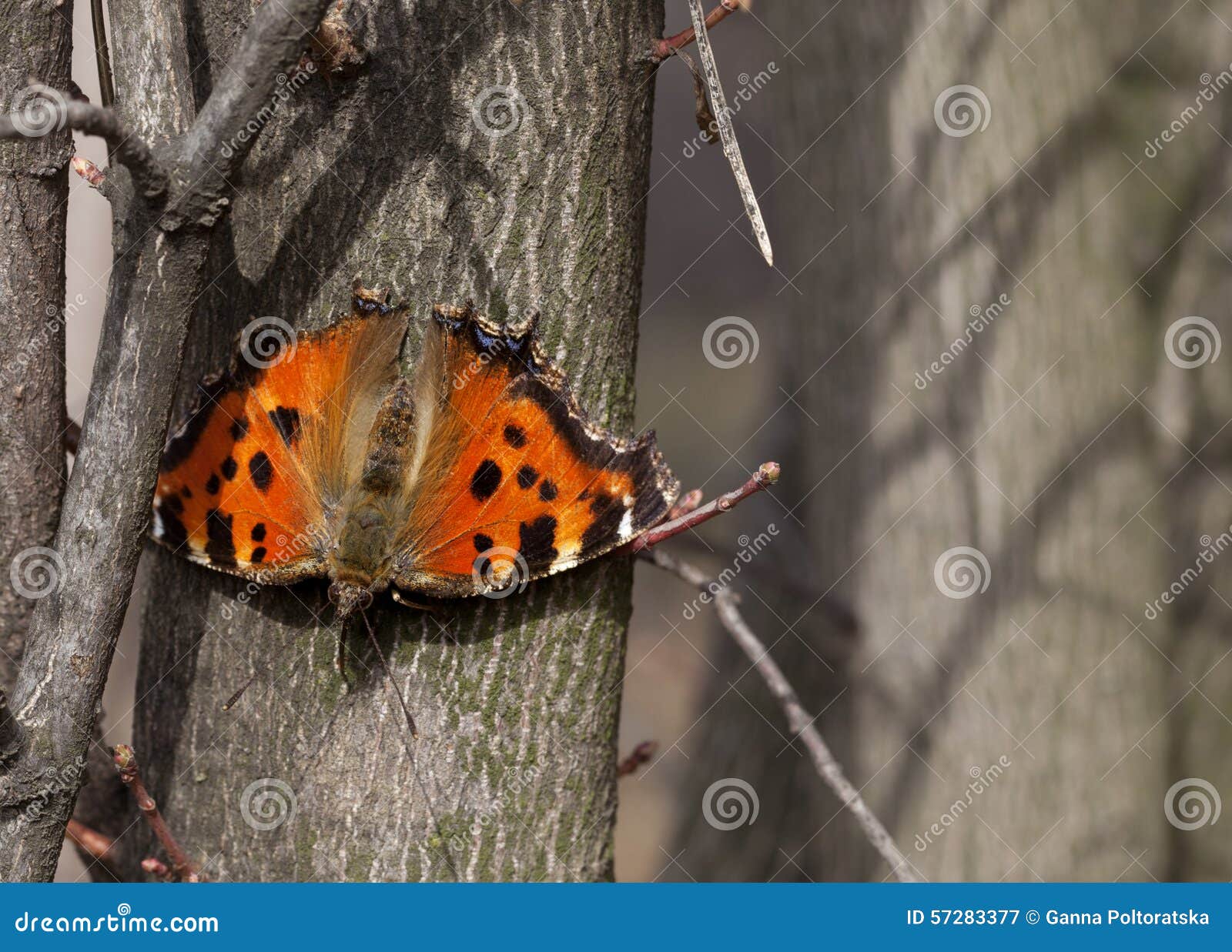 Butterfly on Tree Trunk in Forest Stock Image - Image of landscape ...