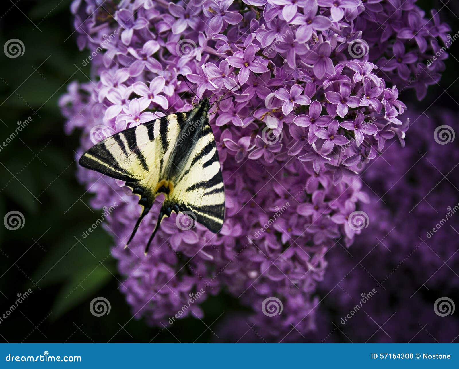 Butterfly stock photo. Image of vibrant, wings, attarctive - 57164308