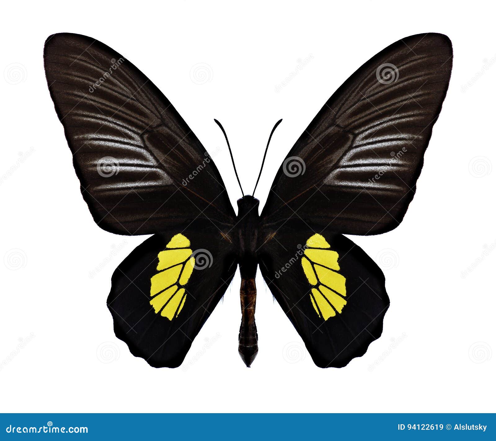 Troides Haliphron Photos - Free & Royalty-Free Stock Photos from Dreamstime