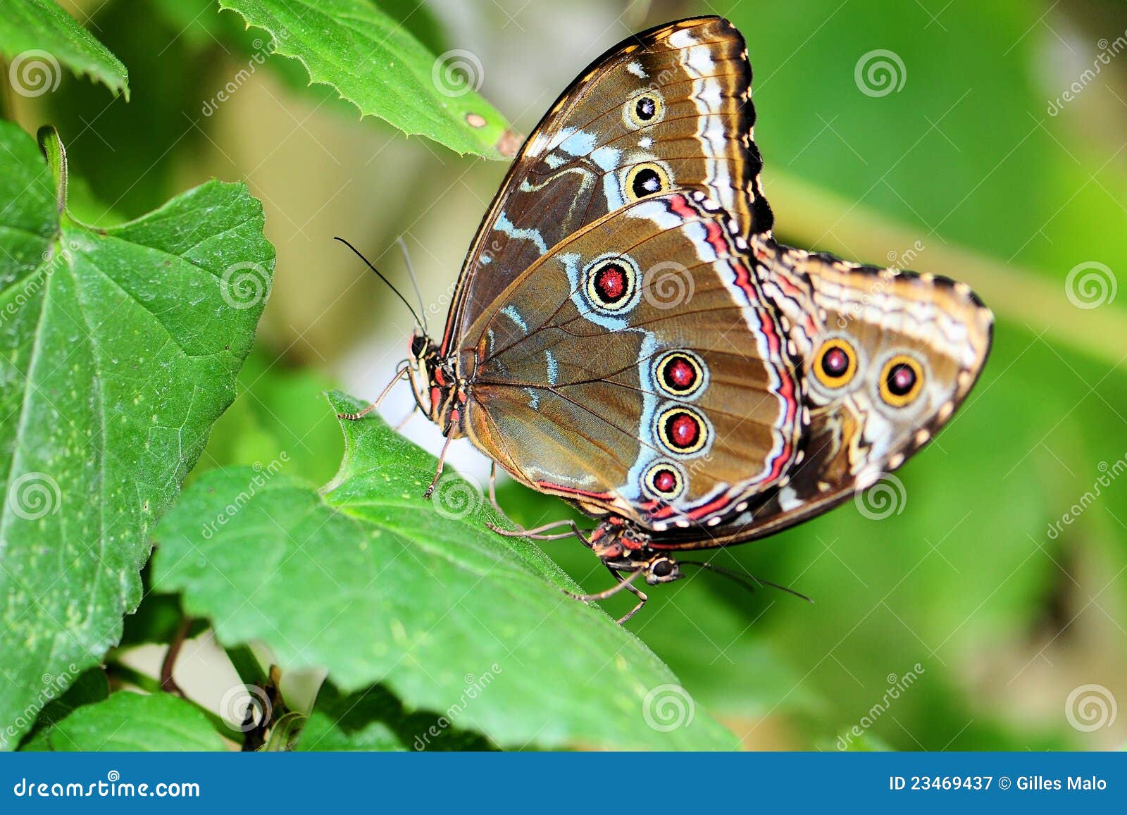 Butterfly: Two Morphos Mating Stock Image - Image of dots, colours ...