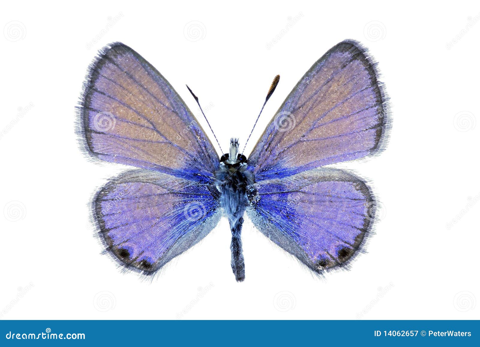 Butterfly - Two Spotted Line Blue Stock Image - Image of conservation ...
