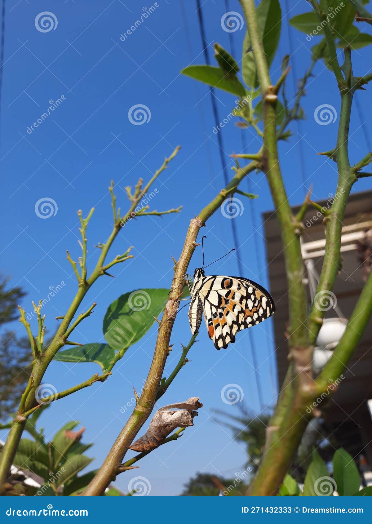 Butterfly Under the Bluesky Stock Image - Image of arthropod, insect ...