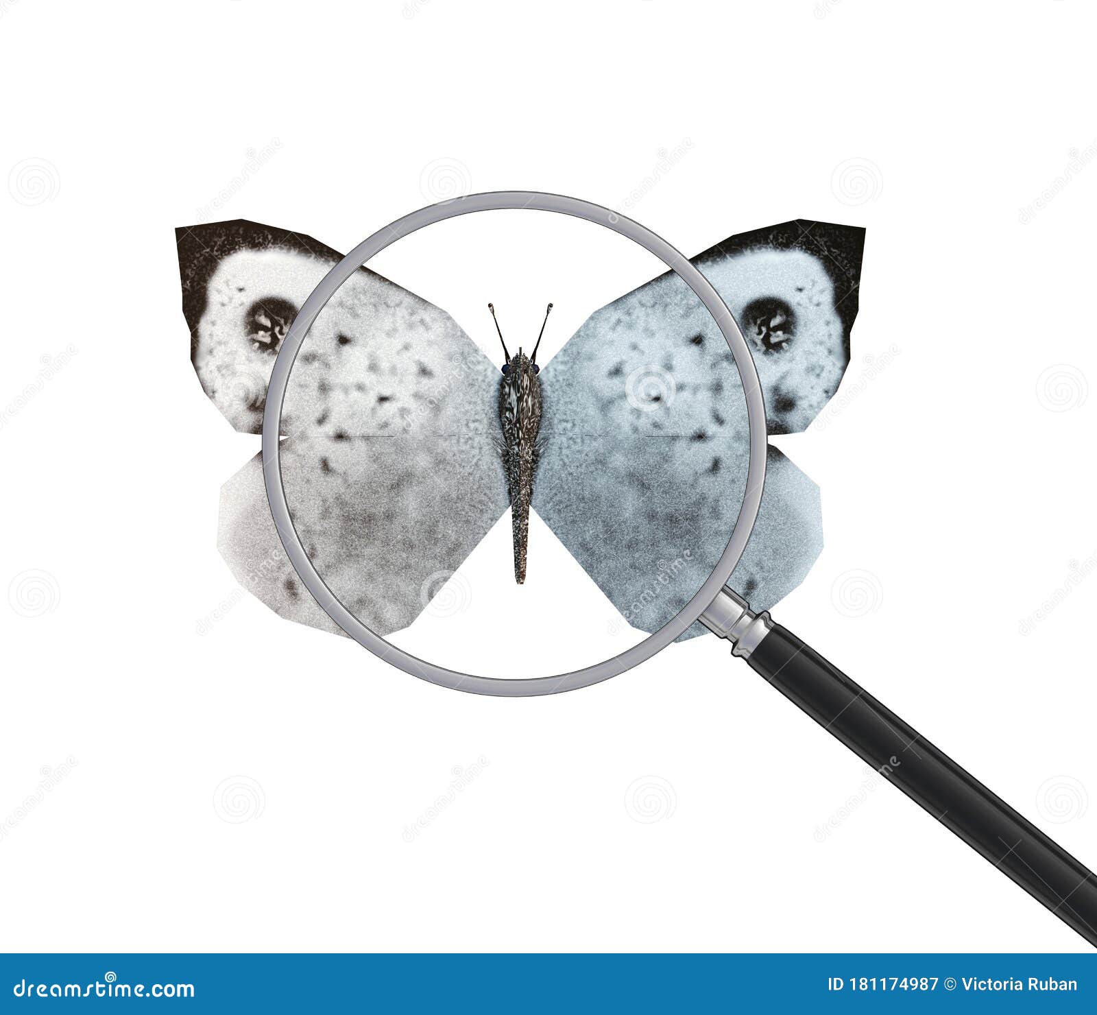 A Butterfly Under a Magnifying Glass Stock Illustration - Illustration ...