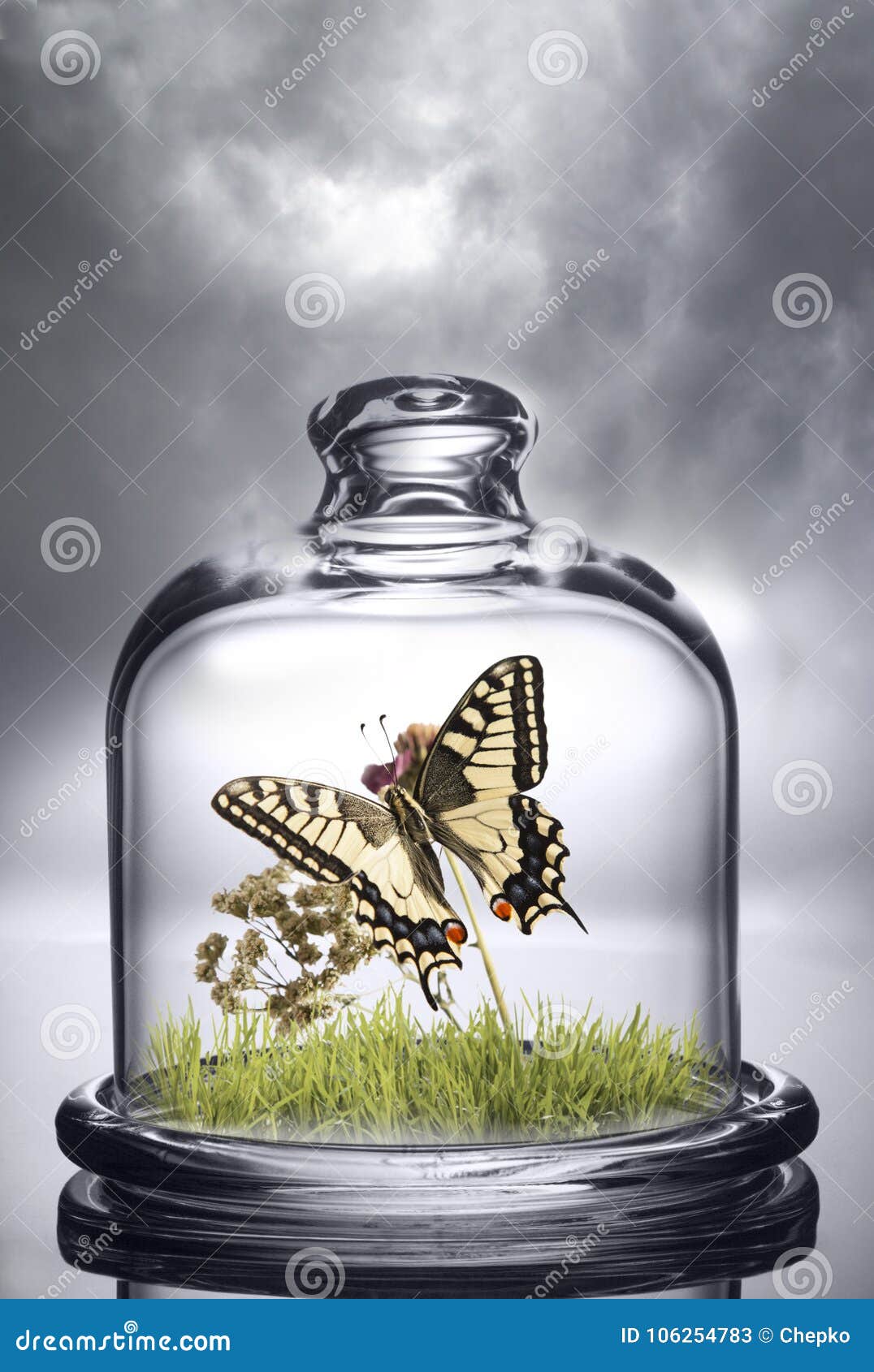 Butterfly Under the Protection of a Glass Cap. Environmental Stock ...