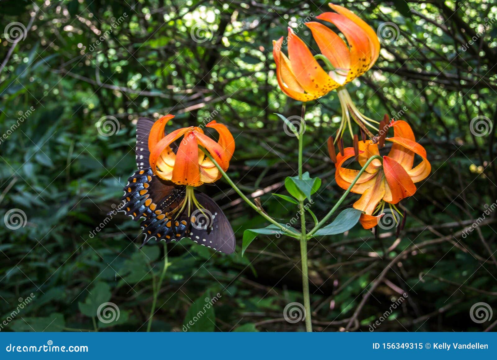 Butterfly Underneath Tiger Lily Stock Image - Image of swallowtail ...