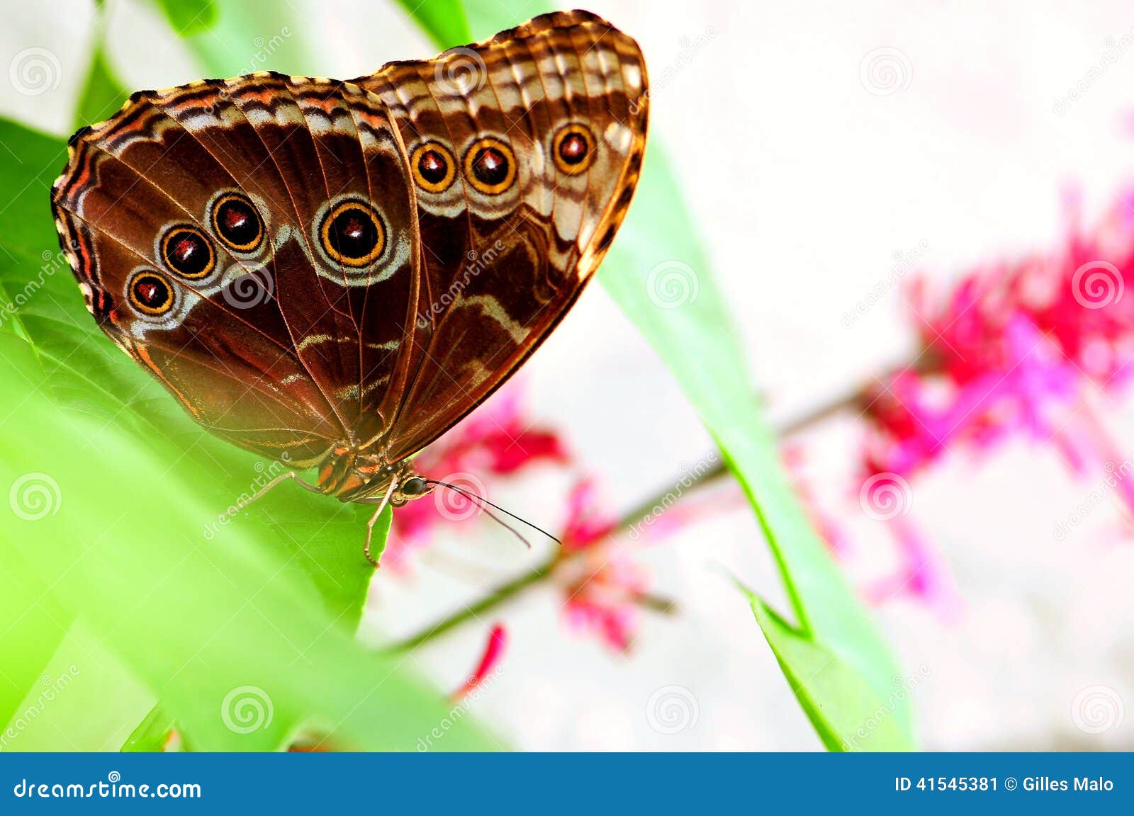 Butterfly Underside, Blue Morpho Stock Image - Image of colours, aviary ...