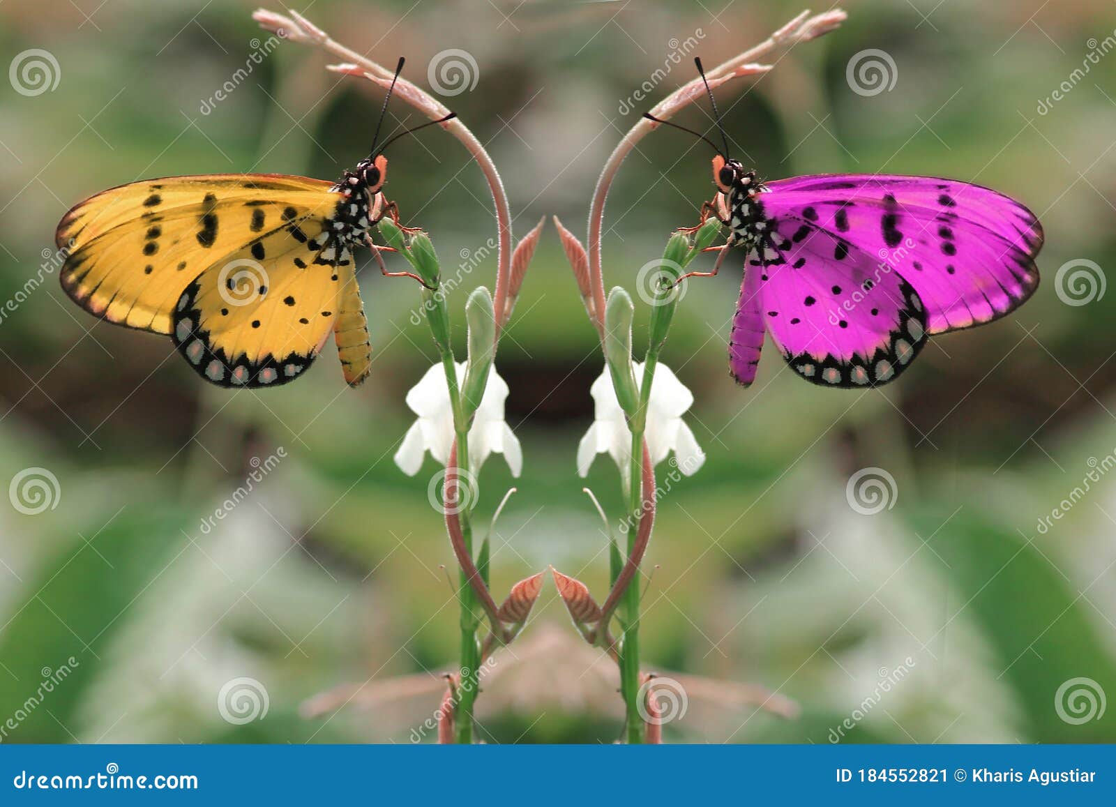 Butterfly with Unique Color Insect Flower Stock Image - Image of flower ...