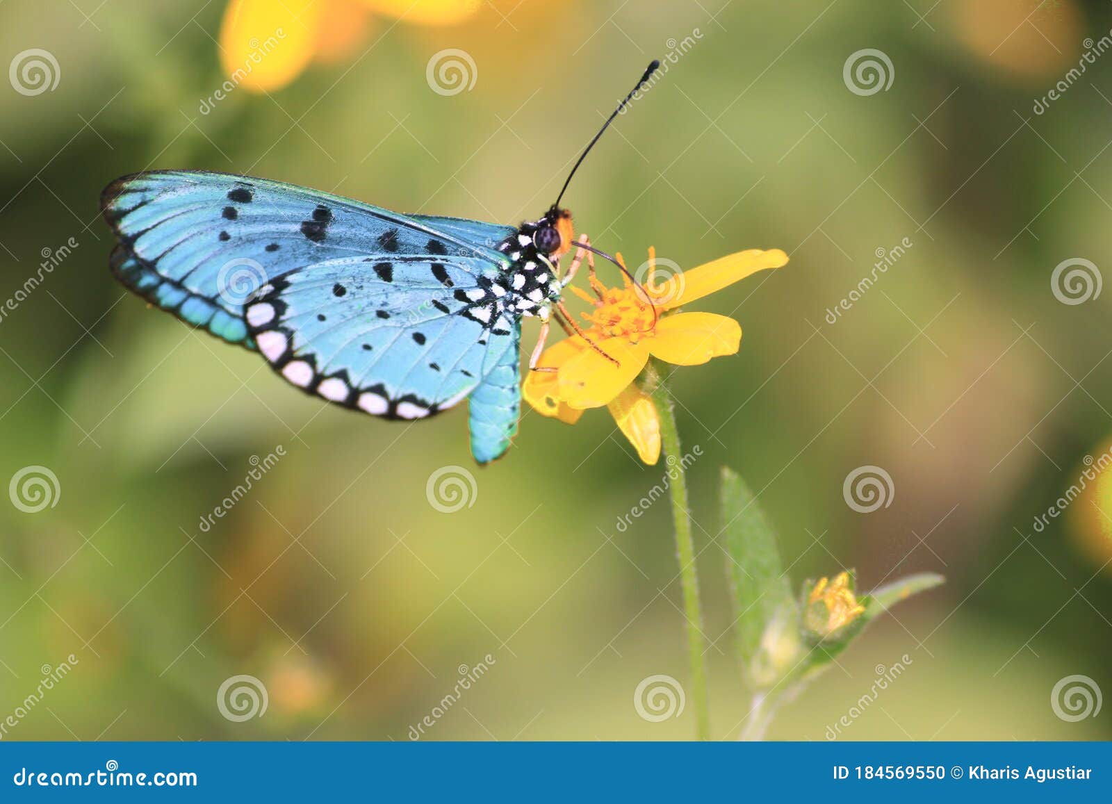 Butterfly with Unique Color Insects Flower Stock Photo - Image of ...