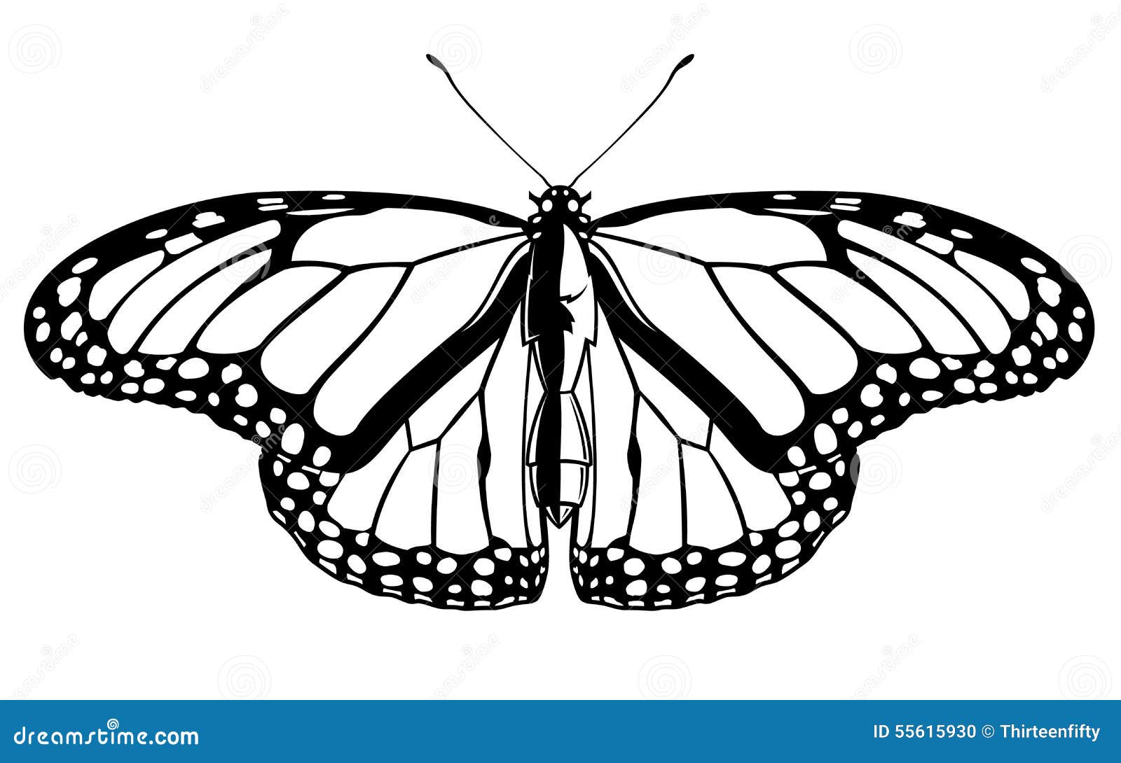 Butterfly Vector Graphics