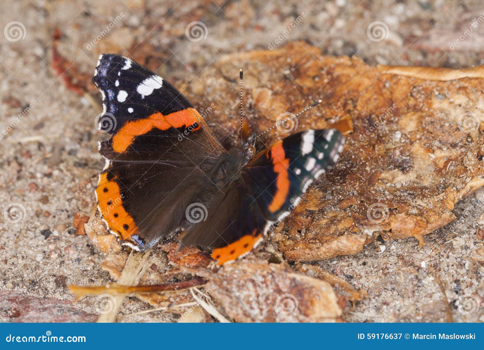 Butterfly stock image. Image of horizontal, climb, insect - 59176637