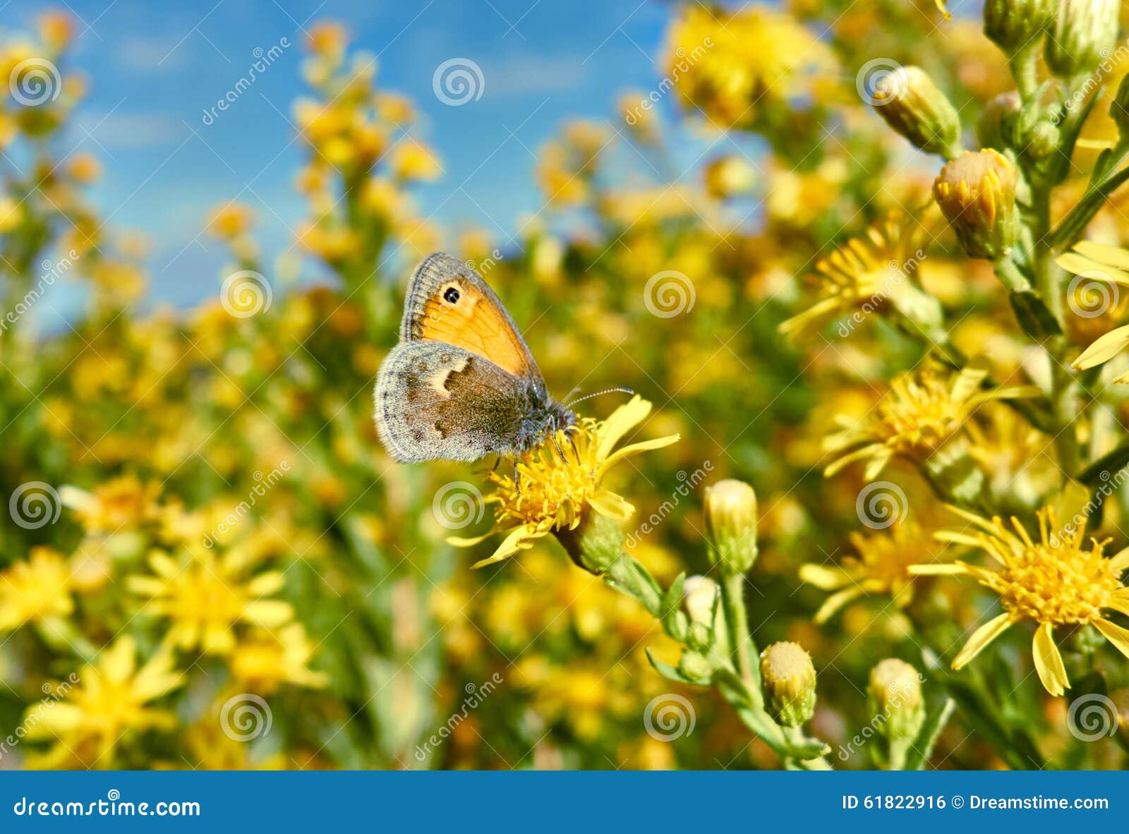 Butterfly vibrant yellow stock photo. Image of vibrant - 61822916