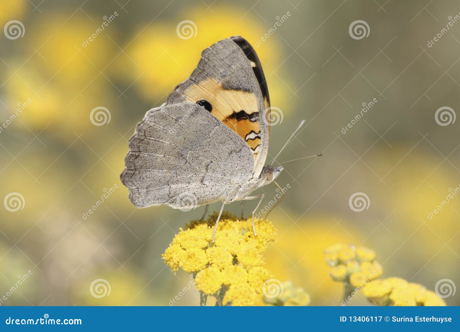 Butterfly View from the Side Stock Image - Image of yellow, grey: 13406117