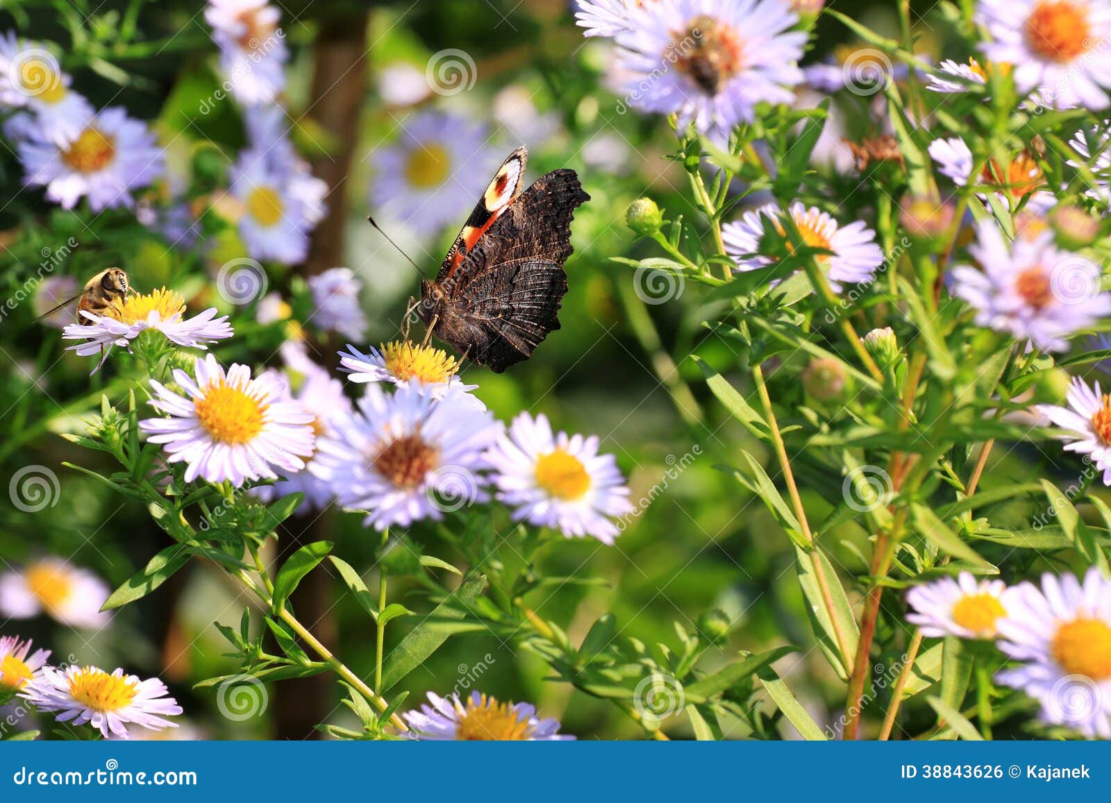Butterfly on the Violet Flower Stock Photo - Image of nectar, butterfly ...