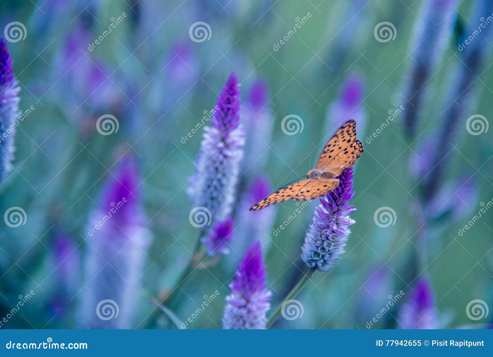 Butterfly on Violet Flower in Vintage Tone. Stock Image - Image of ...