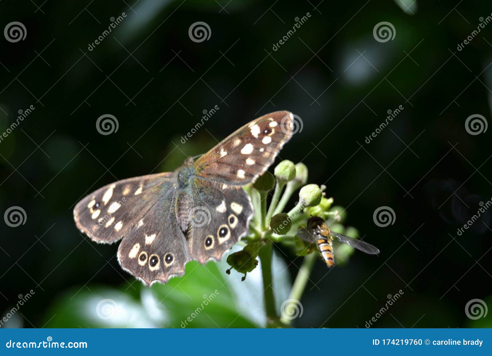 Butterfly and the wasp stock photo. Image of butterfly - 174219760