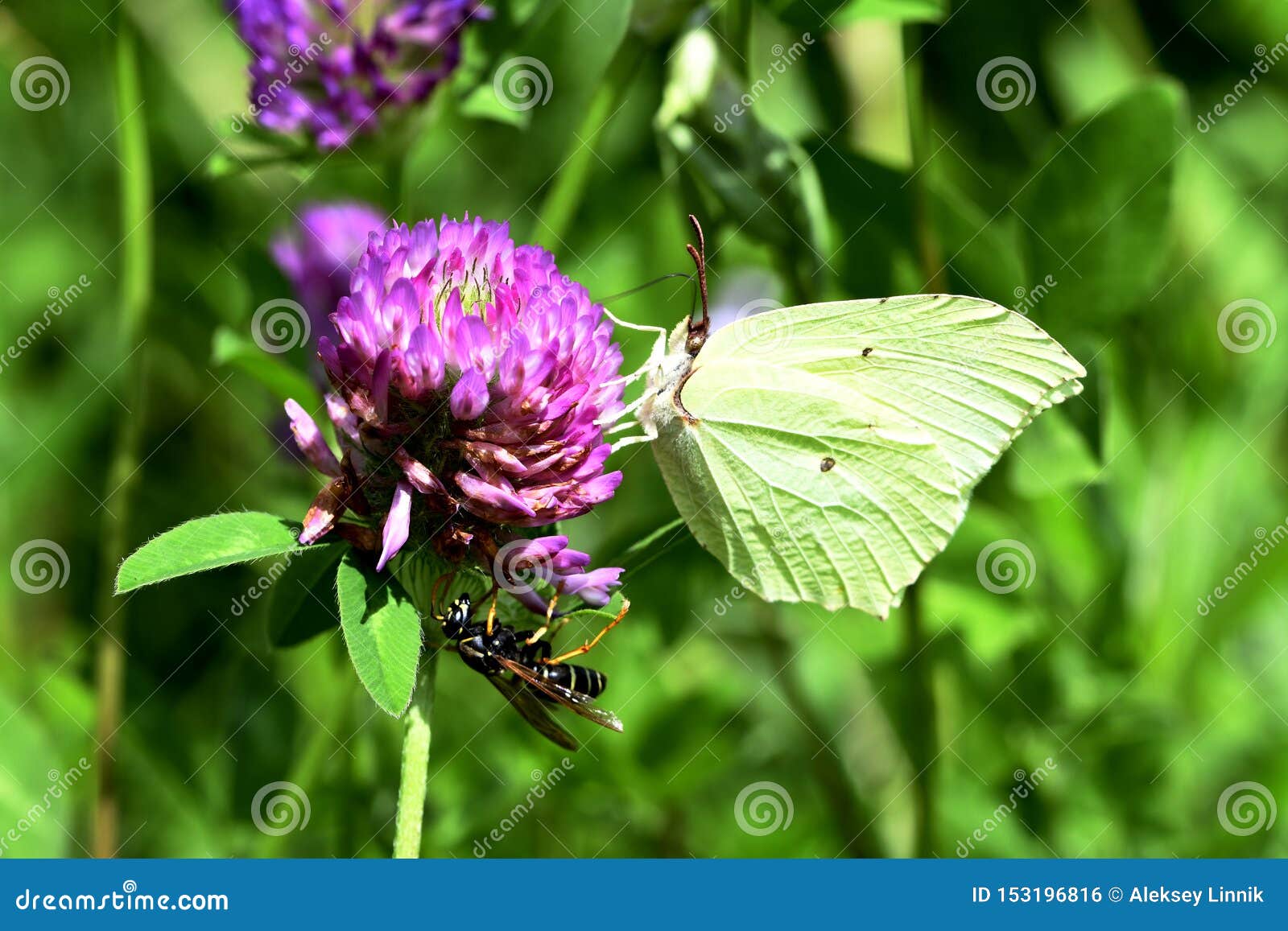 Butterfly and Wasp on Clover Stock Photo - Image of close, wasp: 153196816