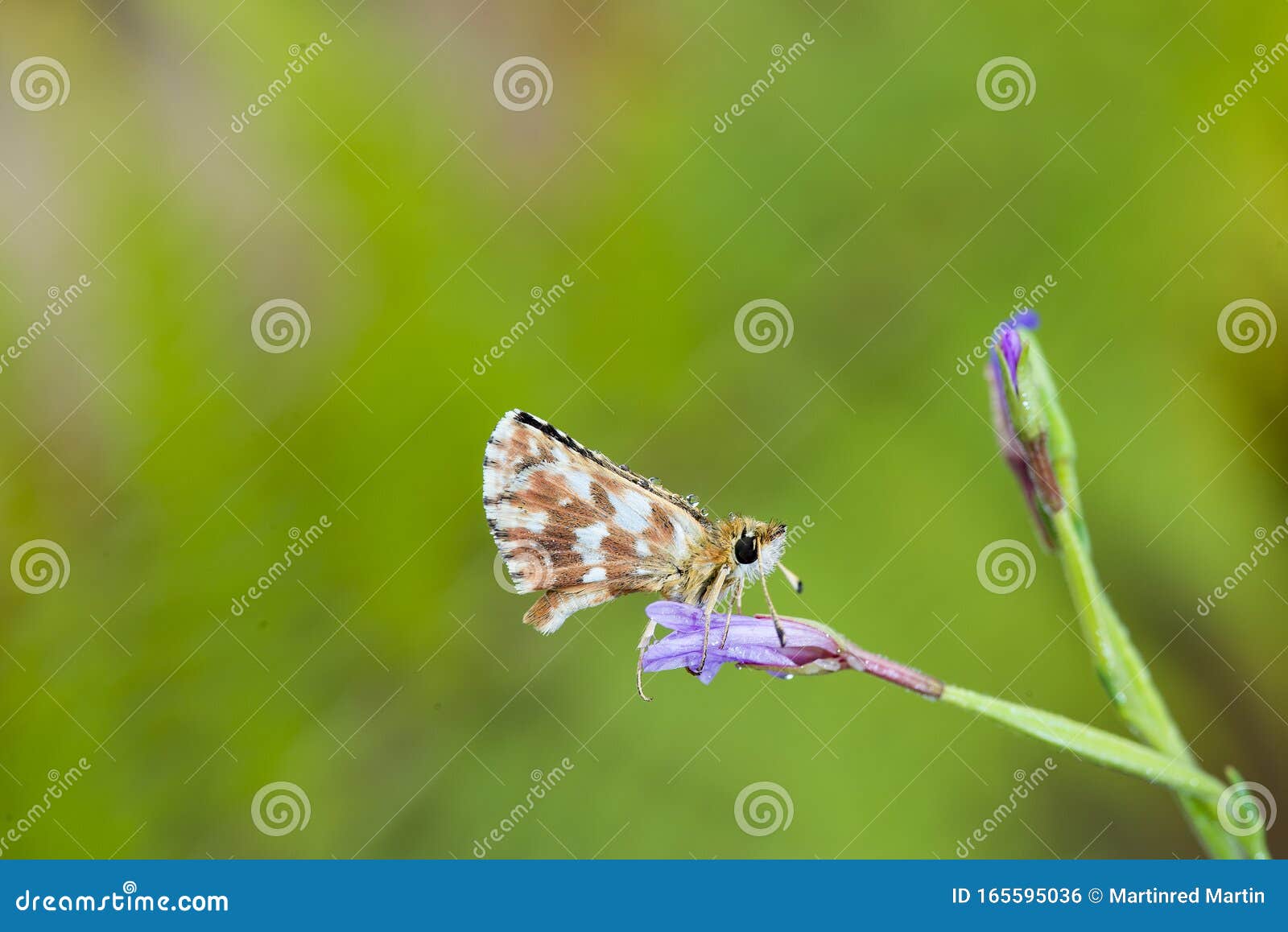 Butterfly with Water Drops at Sunrise in Extremadura Stock Photo ...