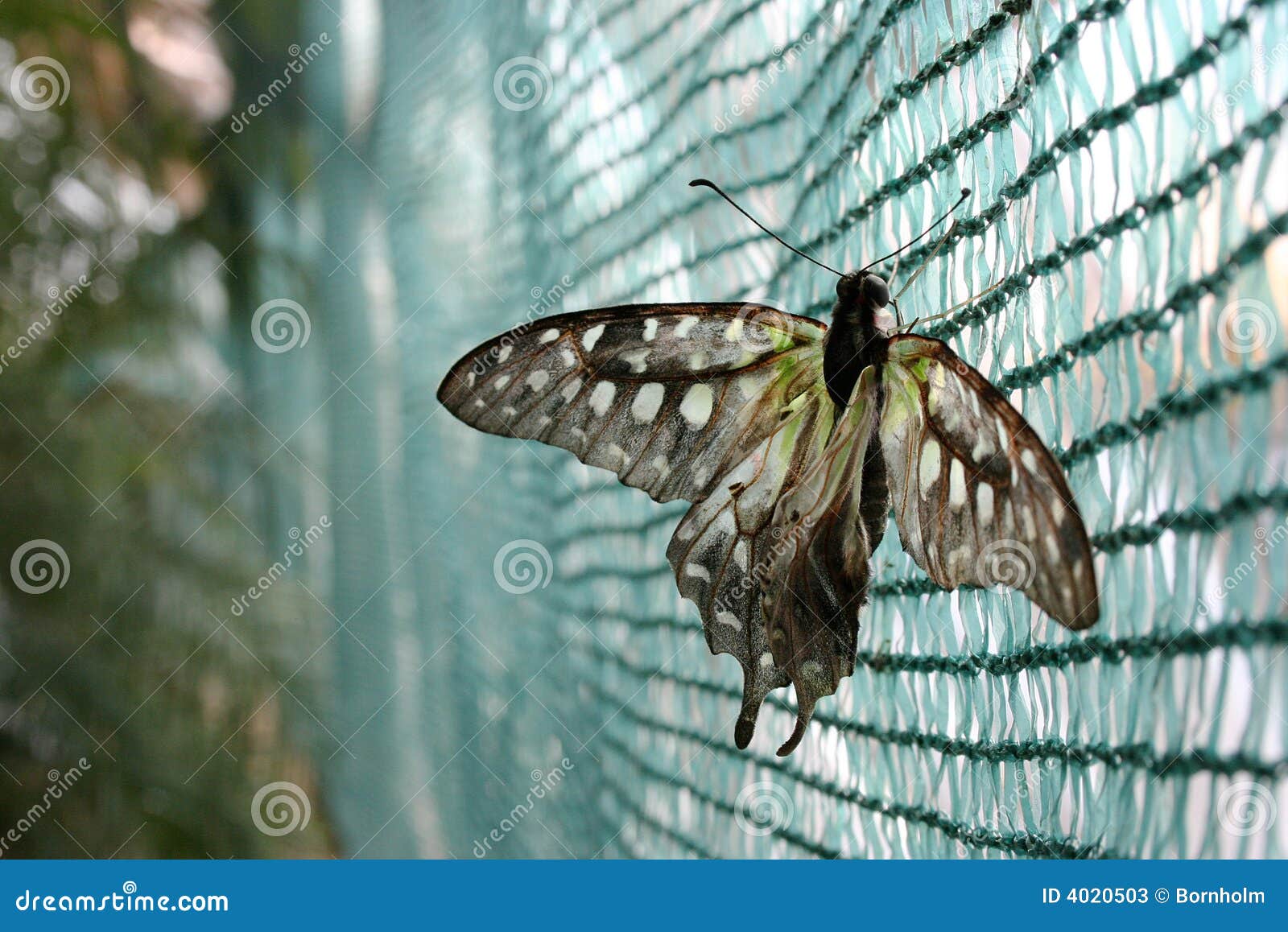 Butterfly in a web stock image. Image of precious, entrapped - 4020503