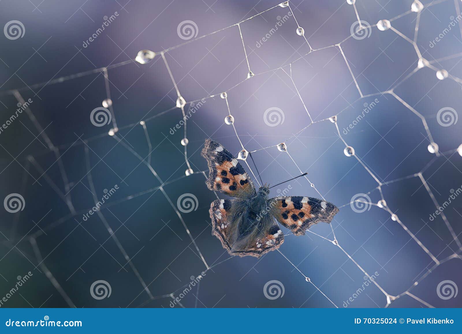 Butterfly in web stock photo. Image of detail, dewy, closeup - 70325024