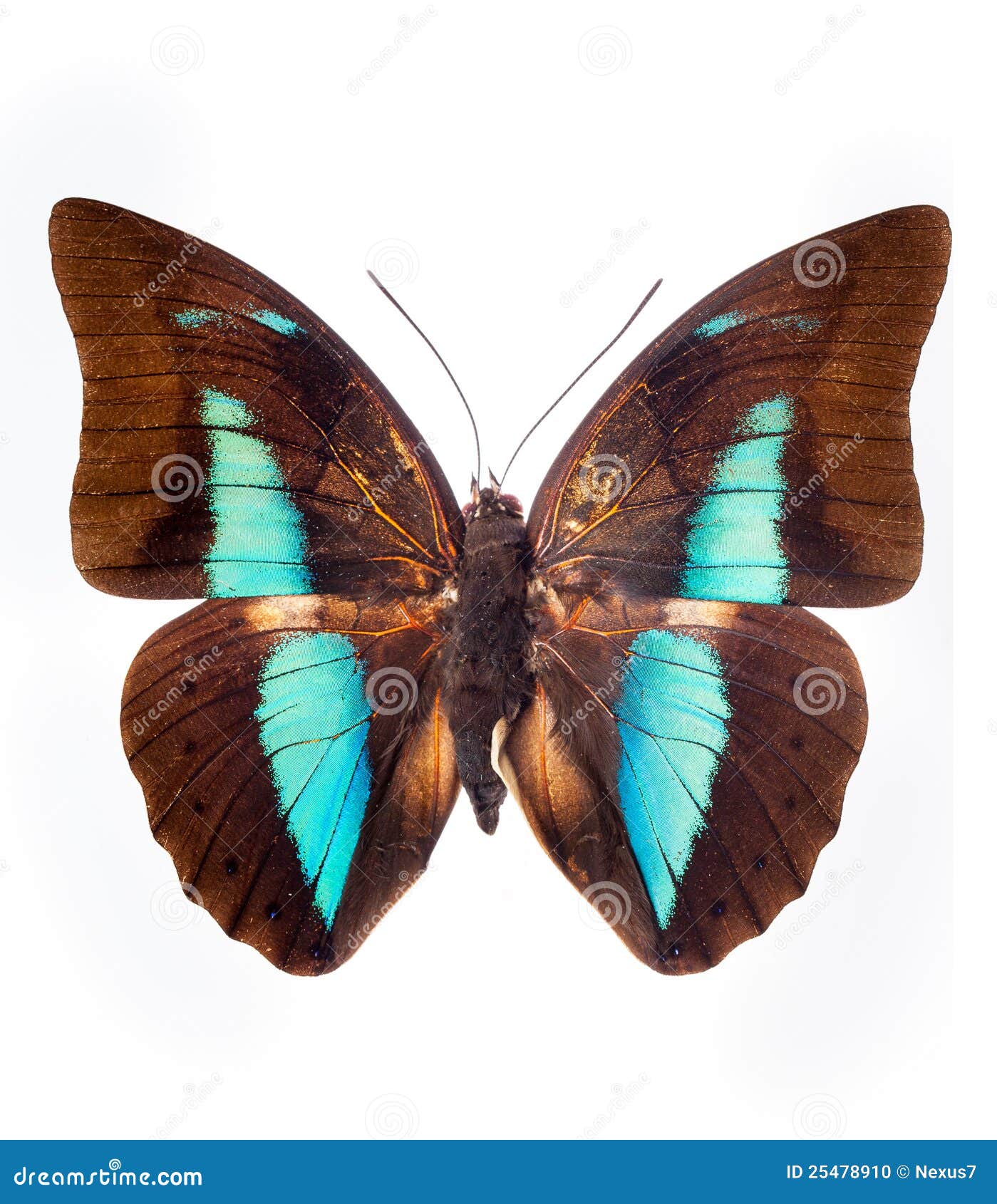 Archaeoprepona Demophon Stock Photos - Free & Royalty-Free Stock Photos ...