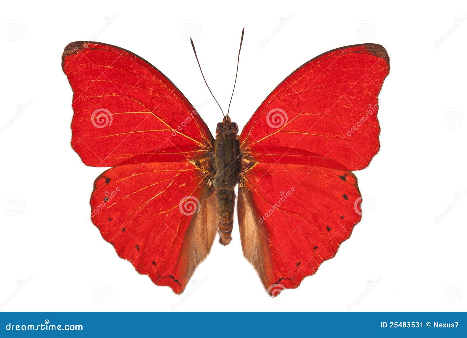 208 Glider Butterfly Stock Photos - Free & Royalty-Free Stock Photos ...
