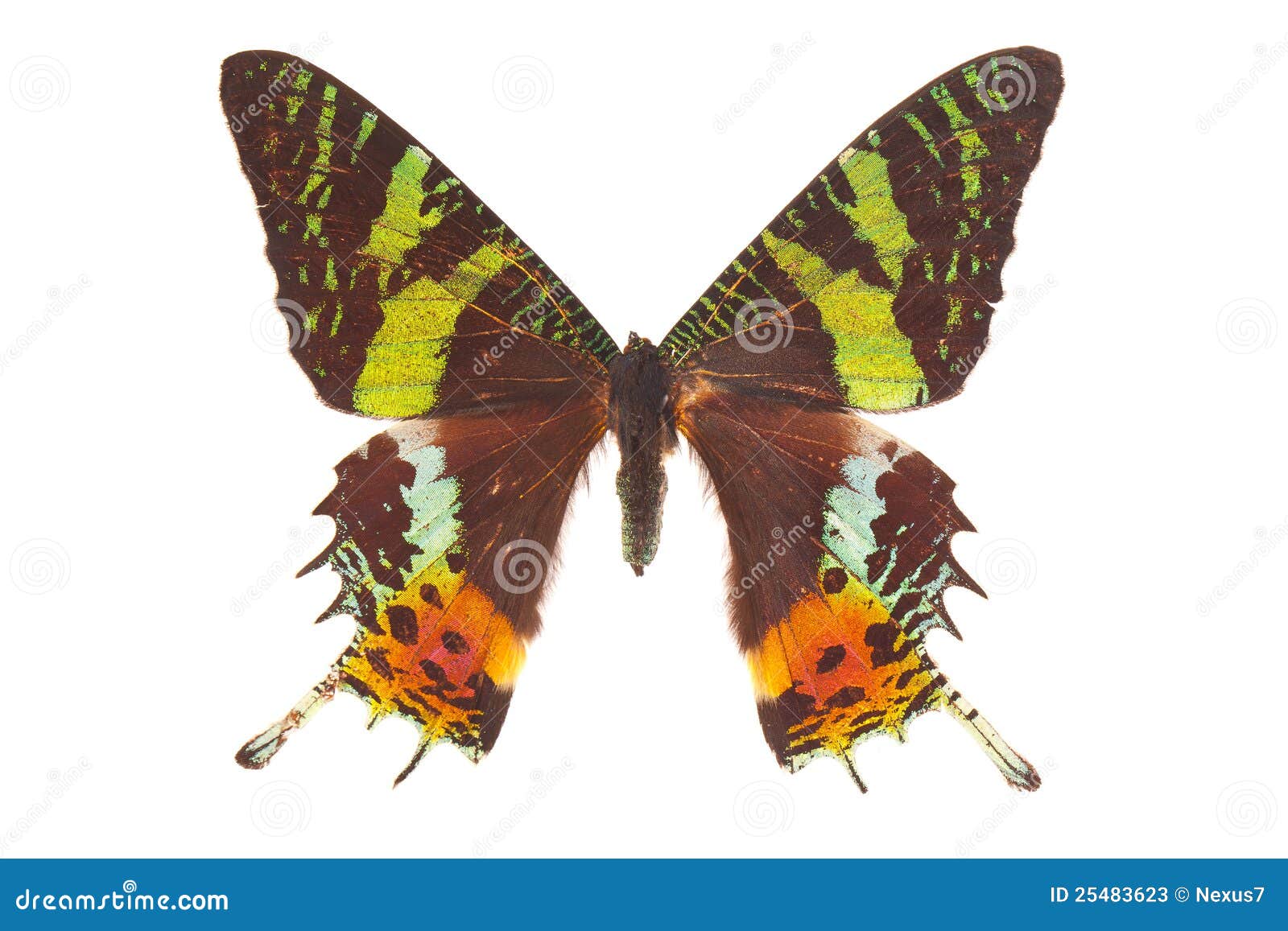 Madagascan Sunset Moth Butterfly Urania Ripheus Royalty-Free Stock ...