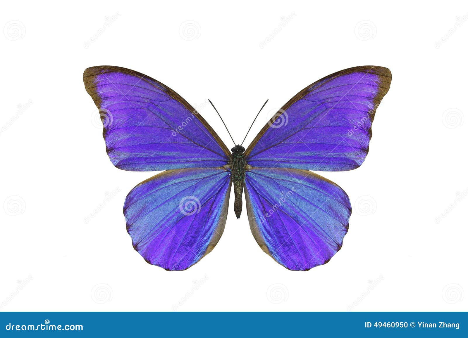 The butterfly stock photo. Image of back, body, purple - 49460950