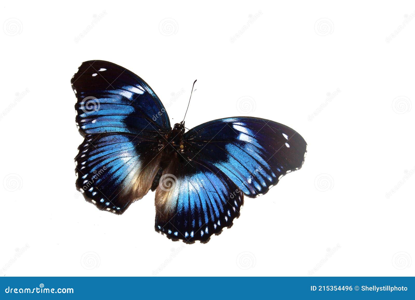 Butterfly on a White Background from a Lepidoptera Collection Stock ...