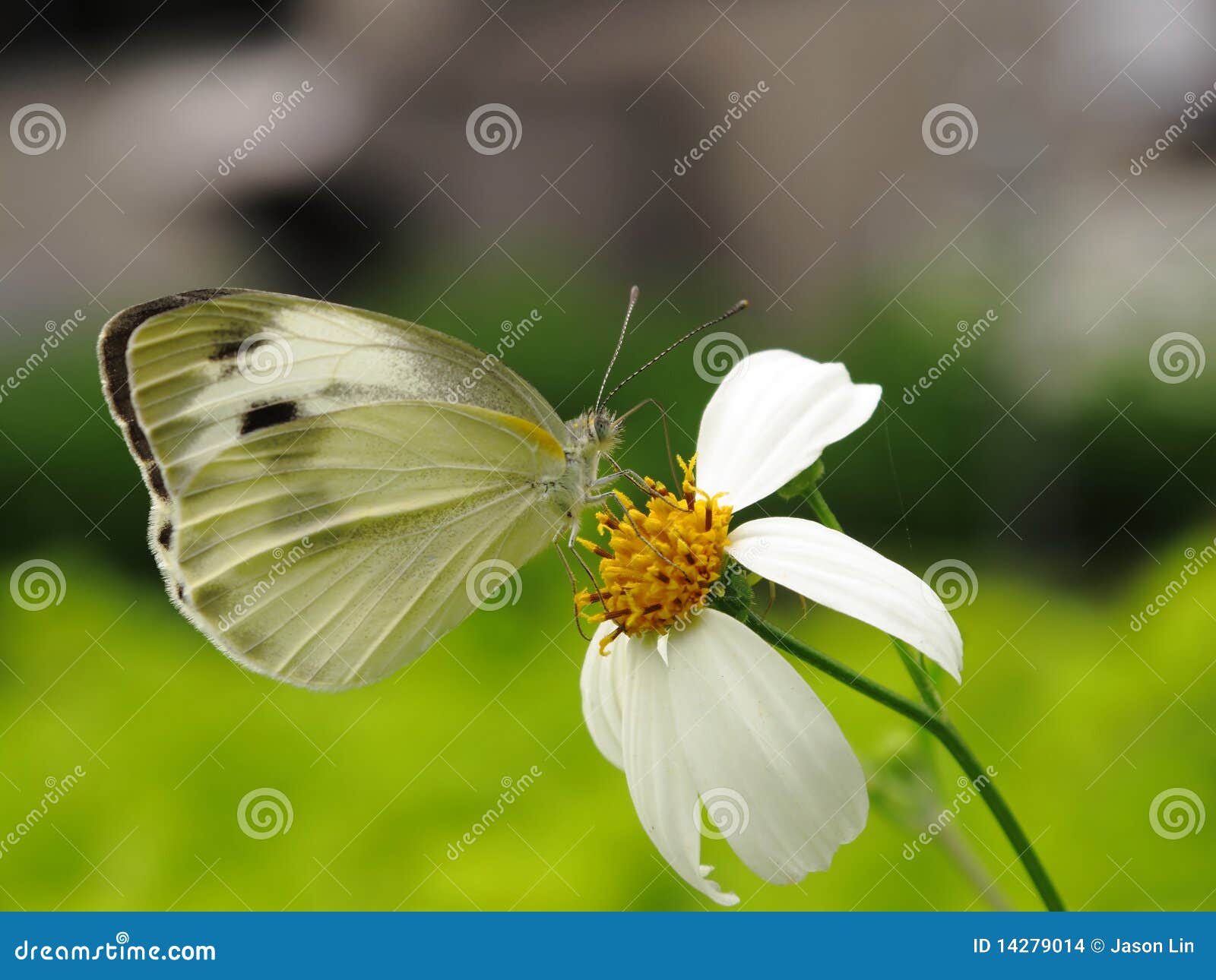 Butterfly and white flower stock photo. Image of decorative - 14279014