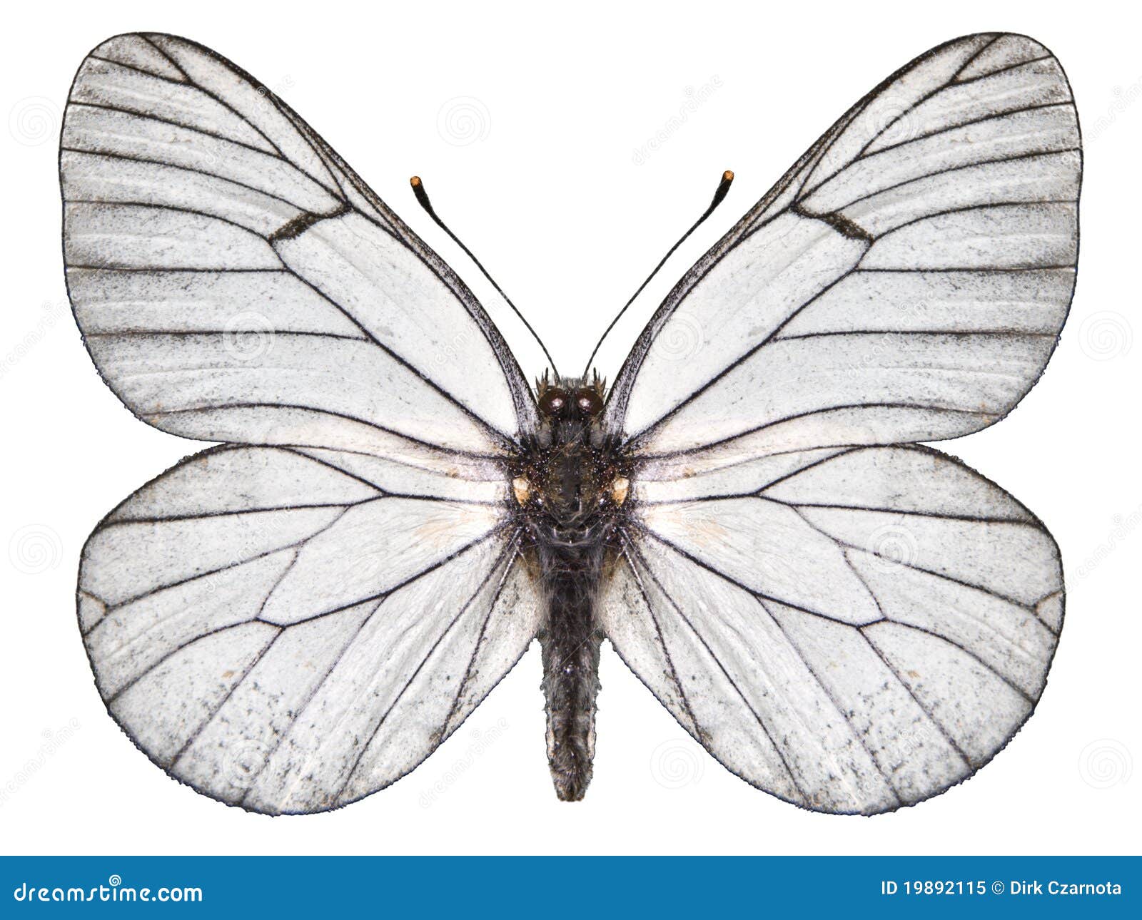 Butterfly White Isolated stock image. Image of summertime - 19892115