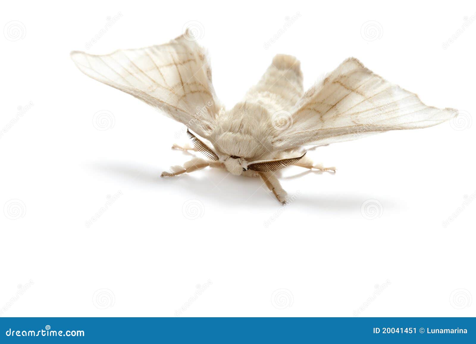 Butterfly White of Silkworm Silk Worm Isolated Stock Image - Image of ...