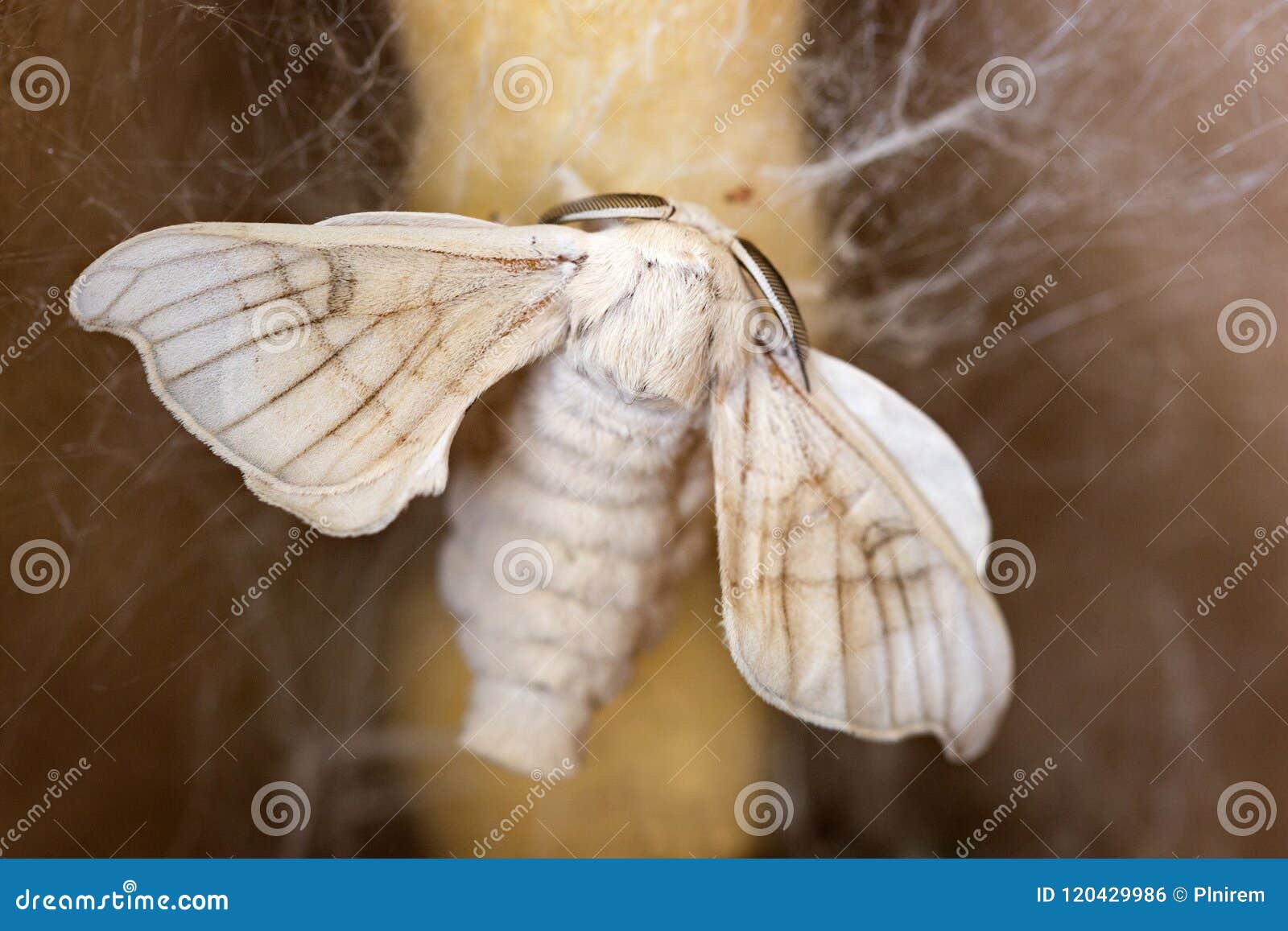 Yellow Cocoon And Mulberry Leaf On Dead Tree Royalty-Free Stock Image ...
