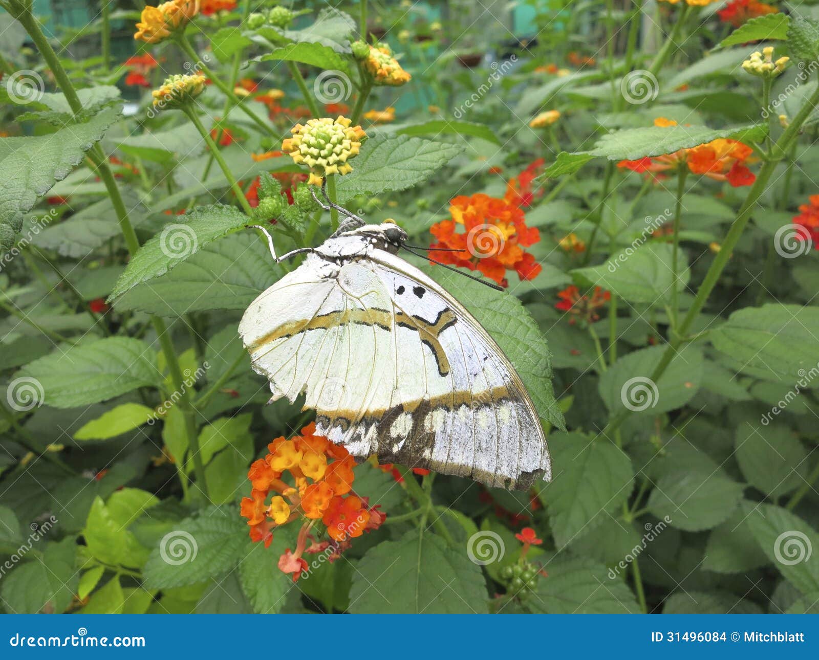 Butterfly with White Wings stock photo. Image of sunny - 31496084