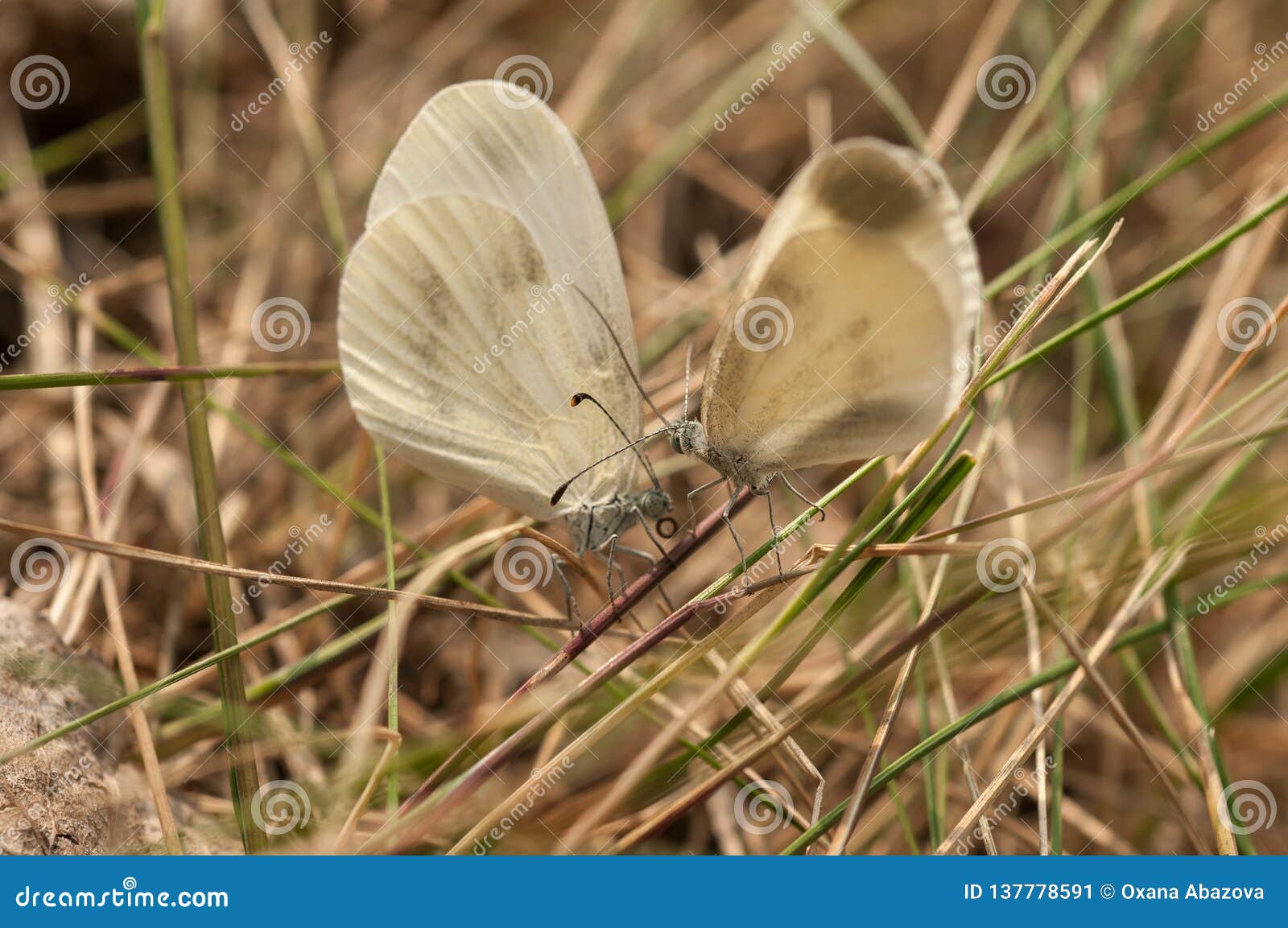 Butterfly Whitefish Pea, Latin Leptidea Sinapis Stock Image - Image of ...