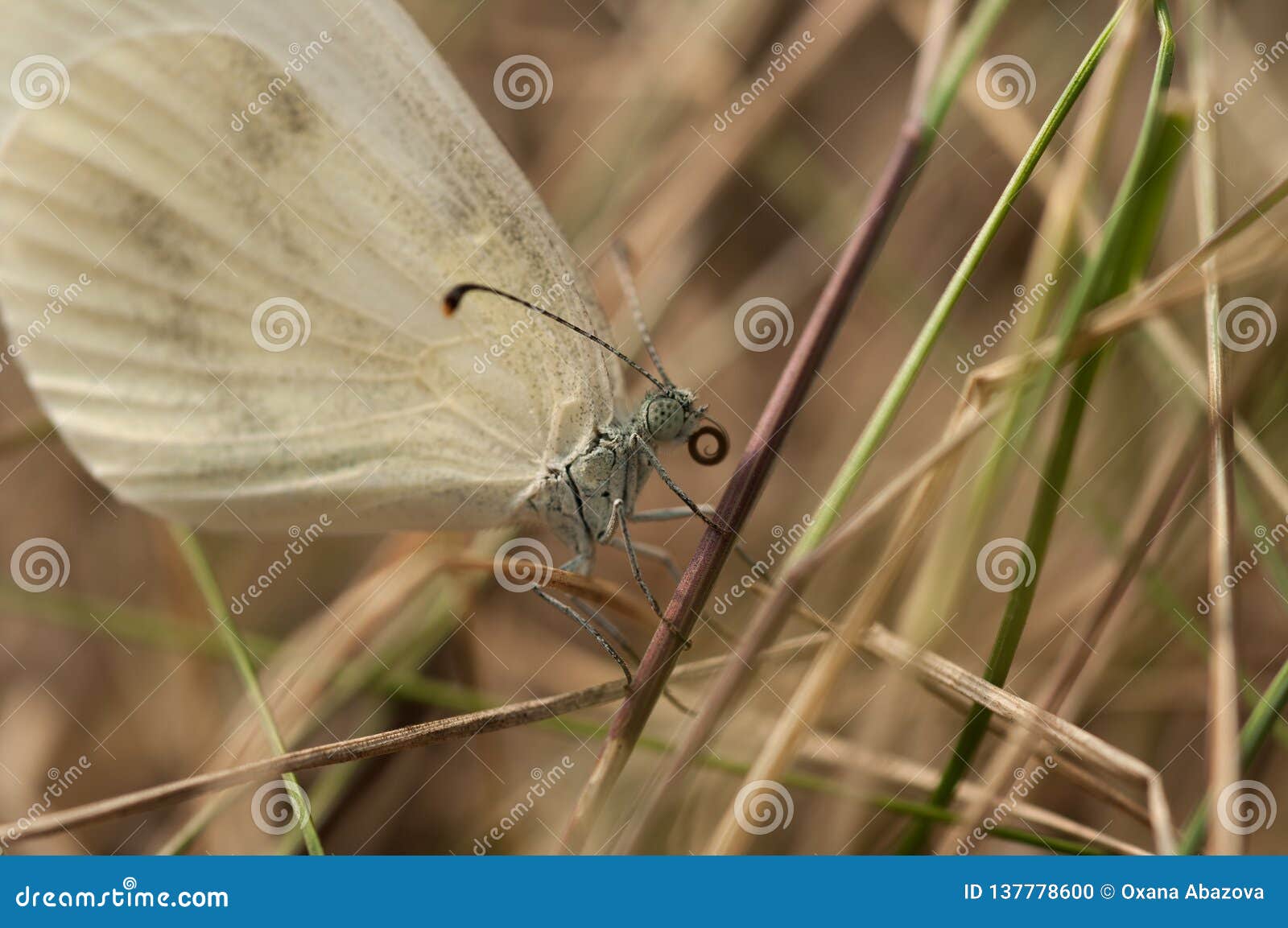 Butterfly Whitefish Pea, Latin Leptidea Sinapis Stock Photo - Image of ...