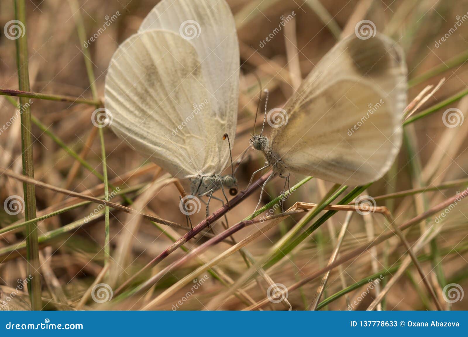 Butterfly Whitefish Pea, Latin Leptidea Sinapis Stock Image - Image of ...