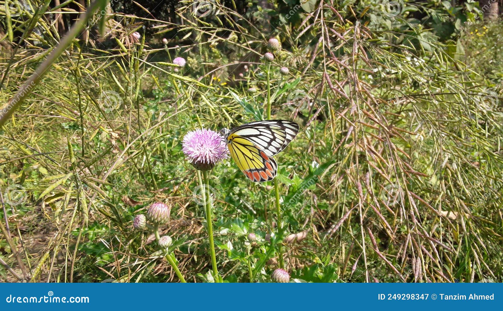 Butterfly at Wild Environment. Stock Image - Image of nature, wild ...