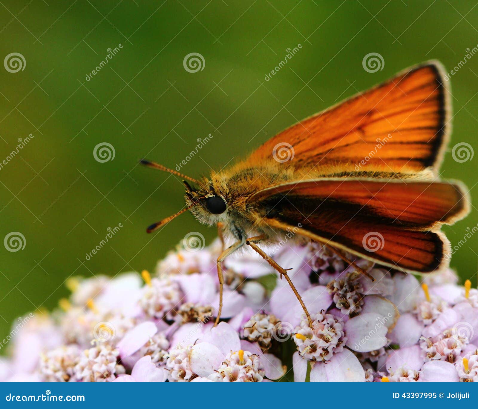 Butterfly on wild flower stock image. Image of flowers - 43397995