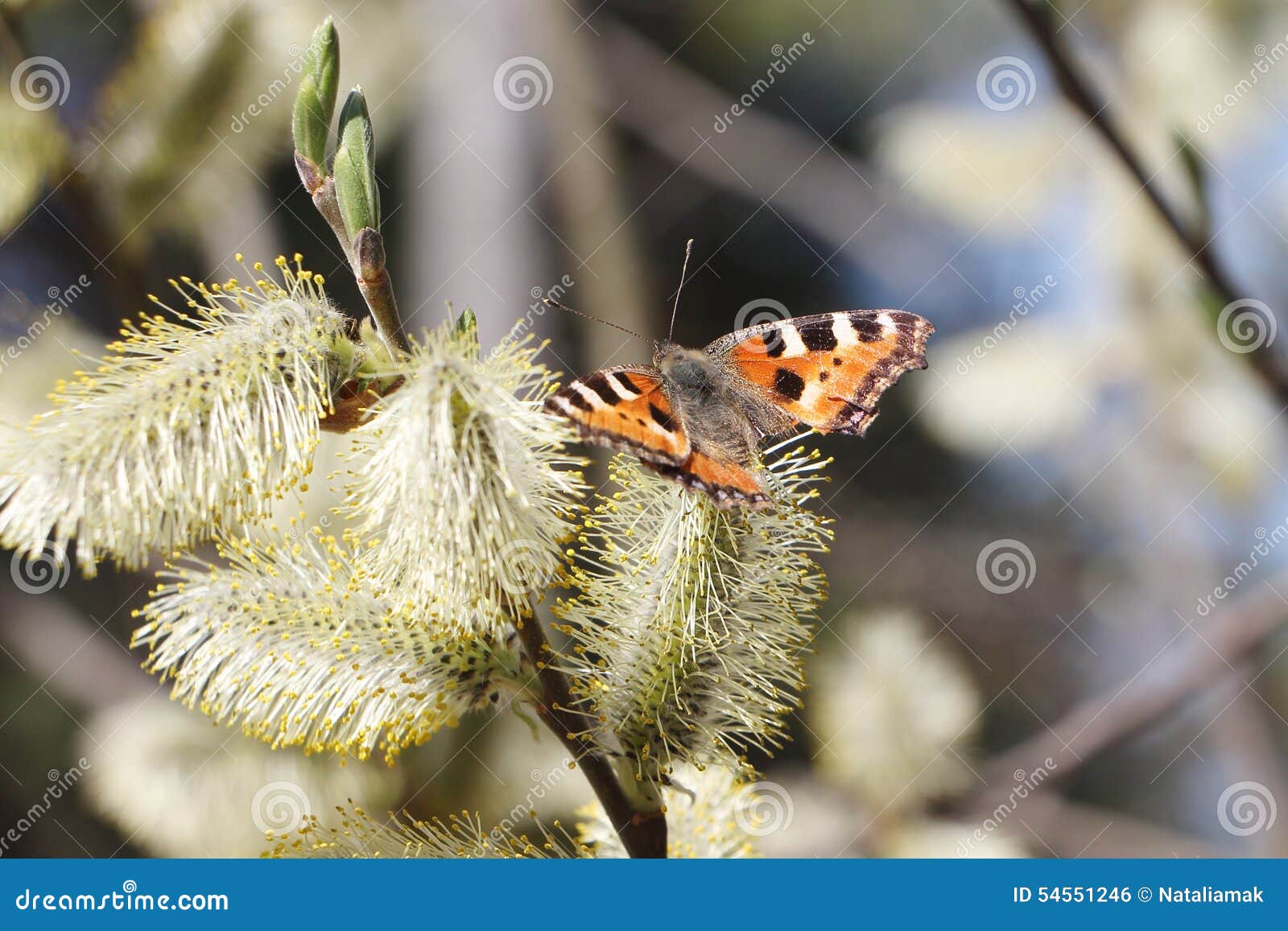 Butterfly on a Willow Branch Stock Photo - Image of space, sitting ...