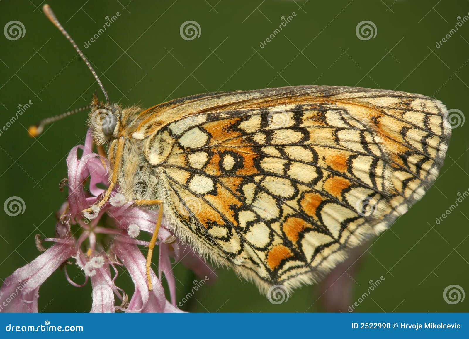 Butterfly in the wind stock photo. Image of antenna, wings - 2522990