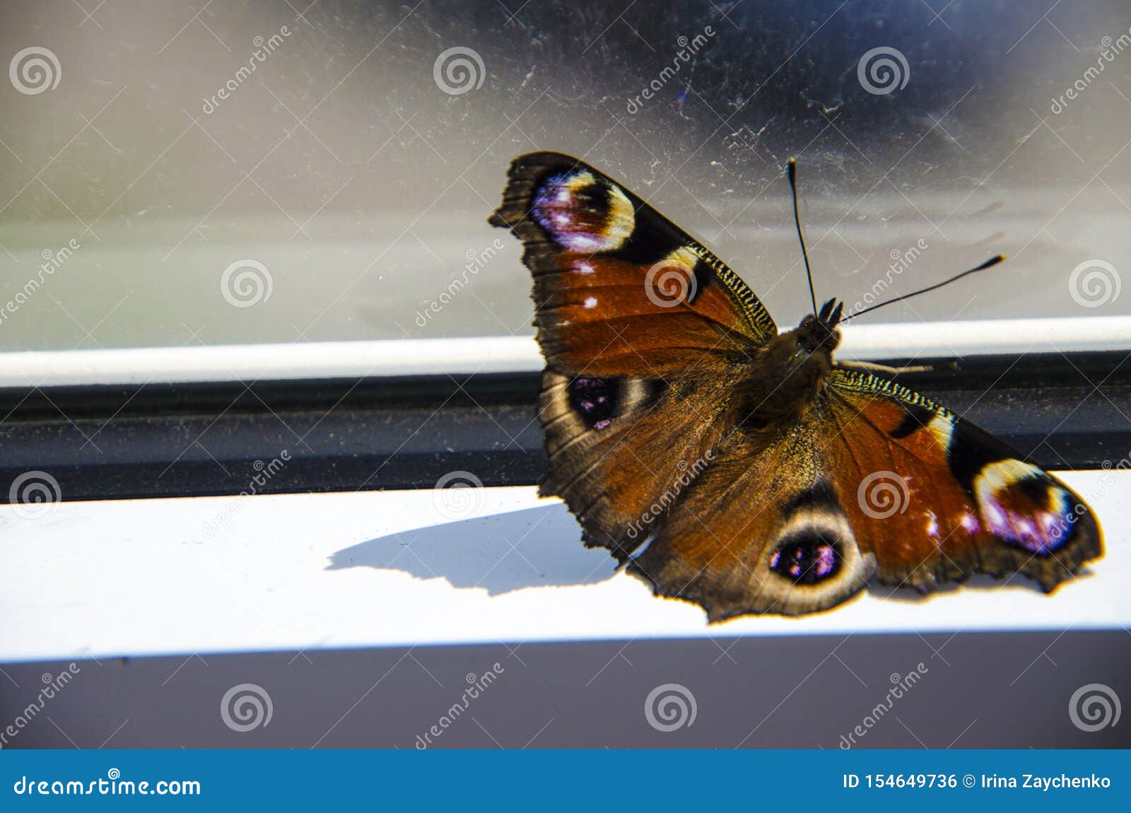 The Butterfly on the Window Frame Has Fallen into a Trap and Strives ...