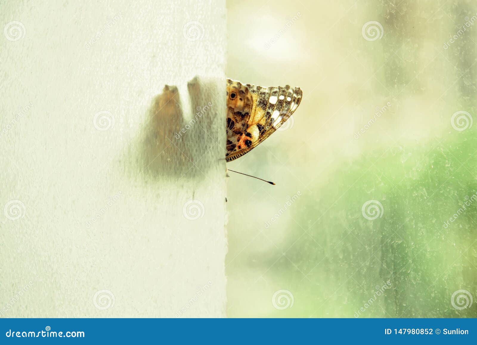 Butterfly on a Window Glass. Butterfly Trapped Against the Glass of a ...