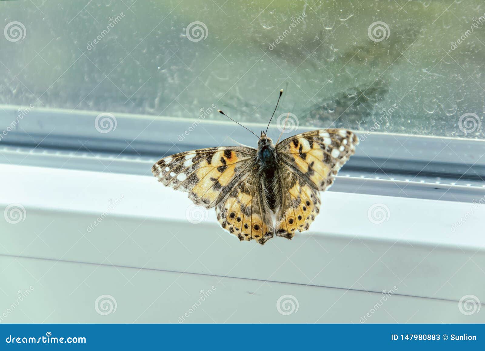 Butterfly on a Window Glass. Butterfly Trapped Against the Glass of a ...