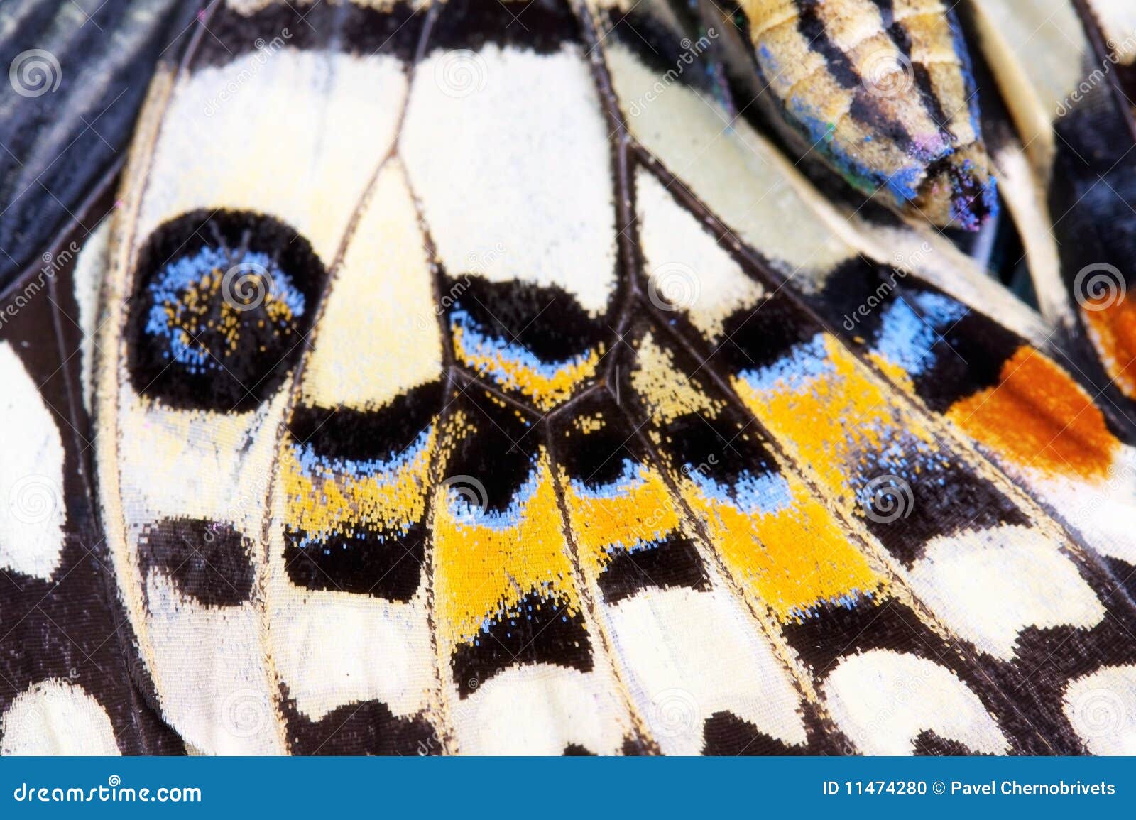Butterfly wing stock photo. Image of butterfly, abstrect - 11474280